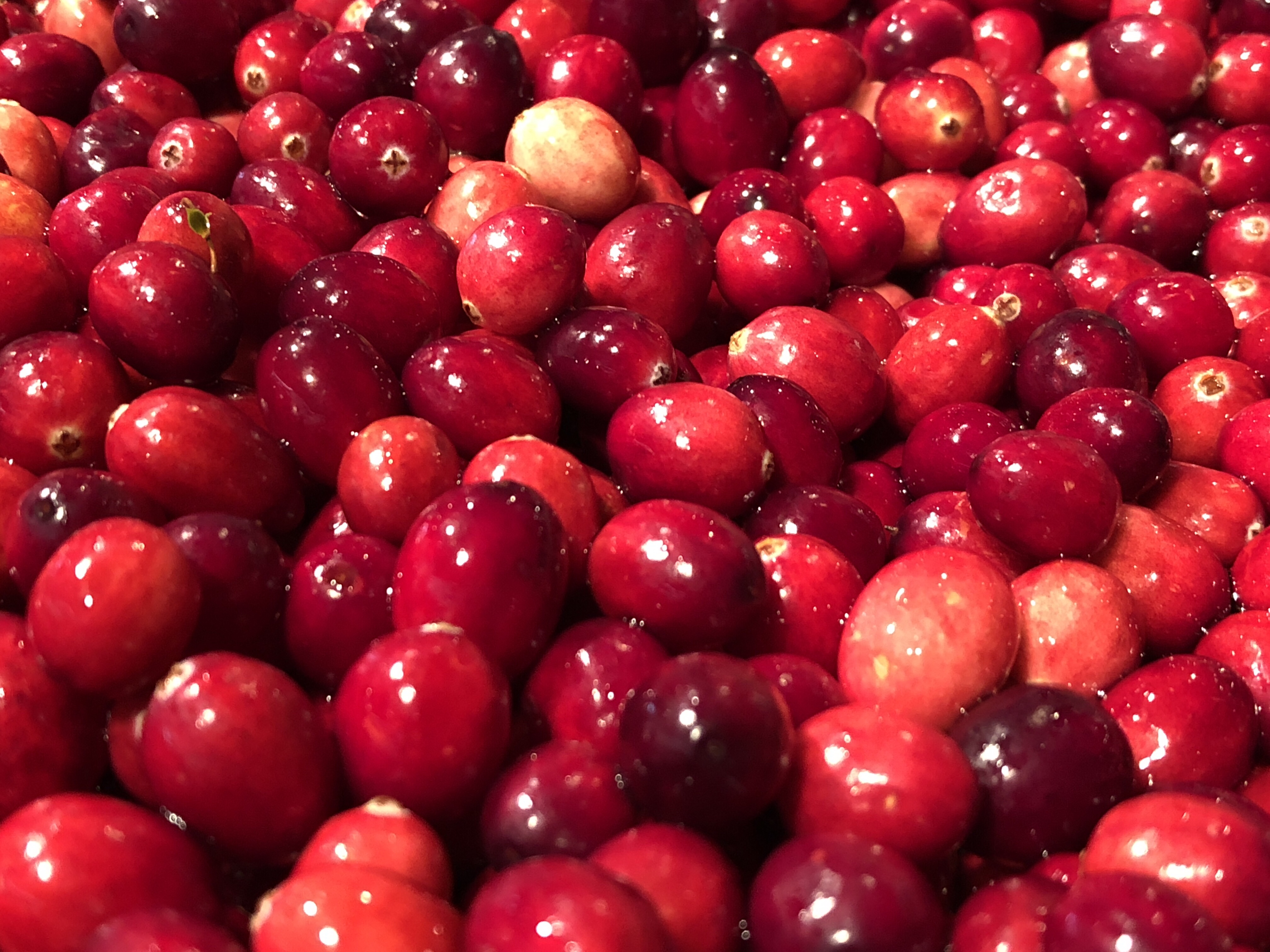 Cranberry Love – Robert's Snap Spot