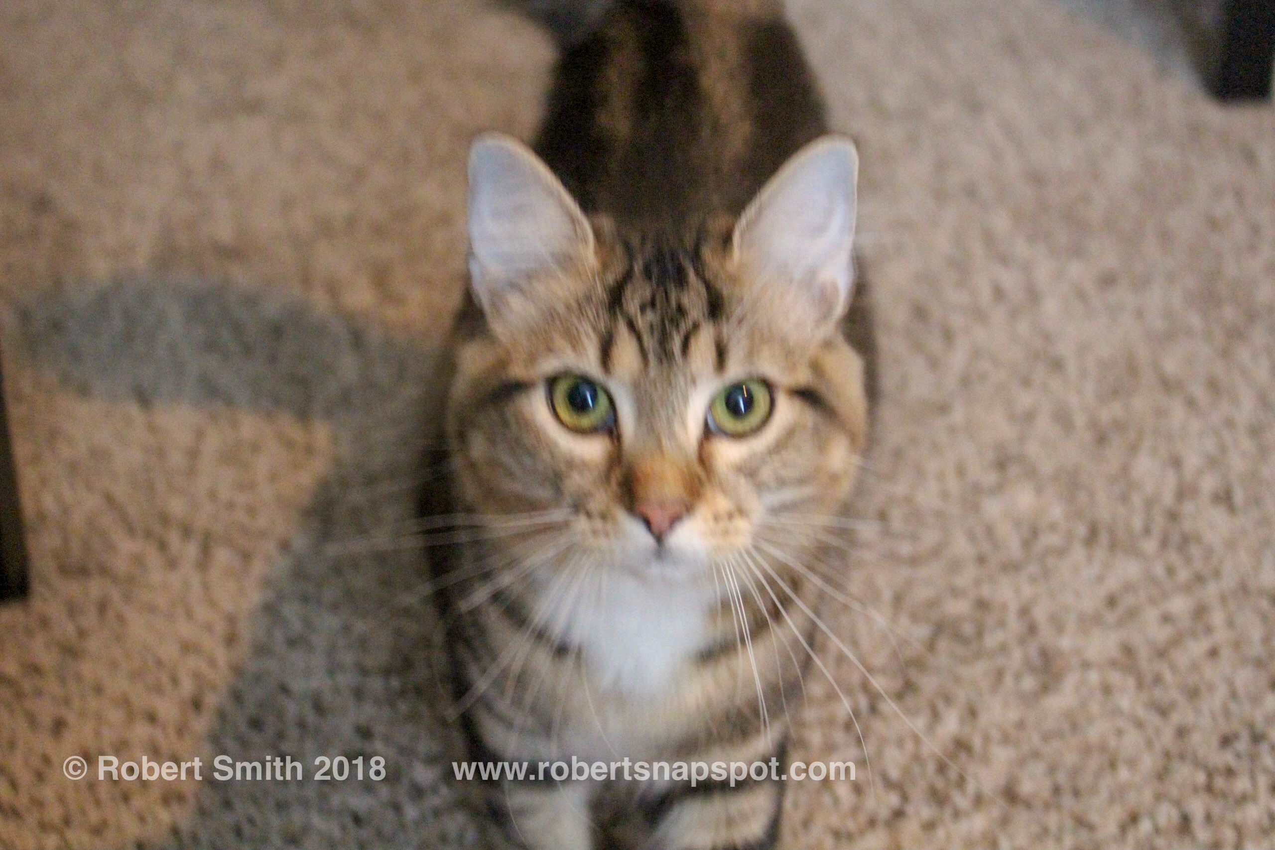 Throwback Thursday: Hello Kitty: Strangers in my house. – Robert's Snap ...