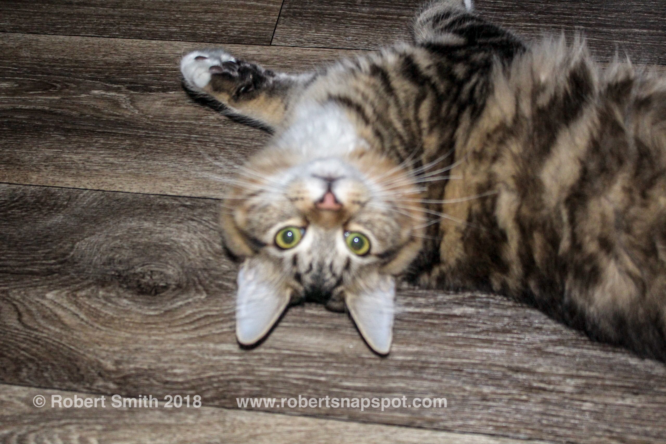 Throwback Thursday: Hello Kitty: Strangers in my house. – Robert's Snap ...