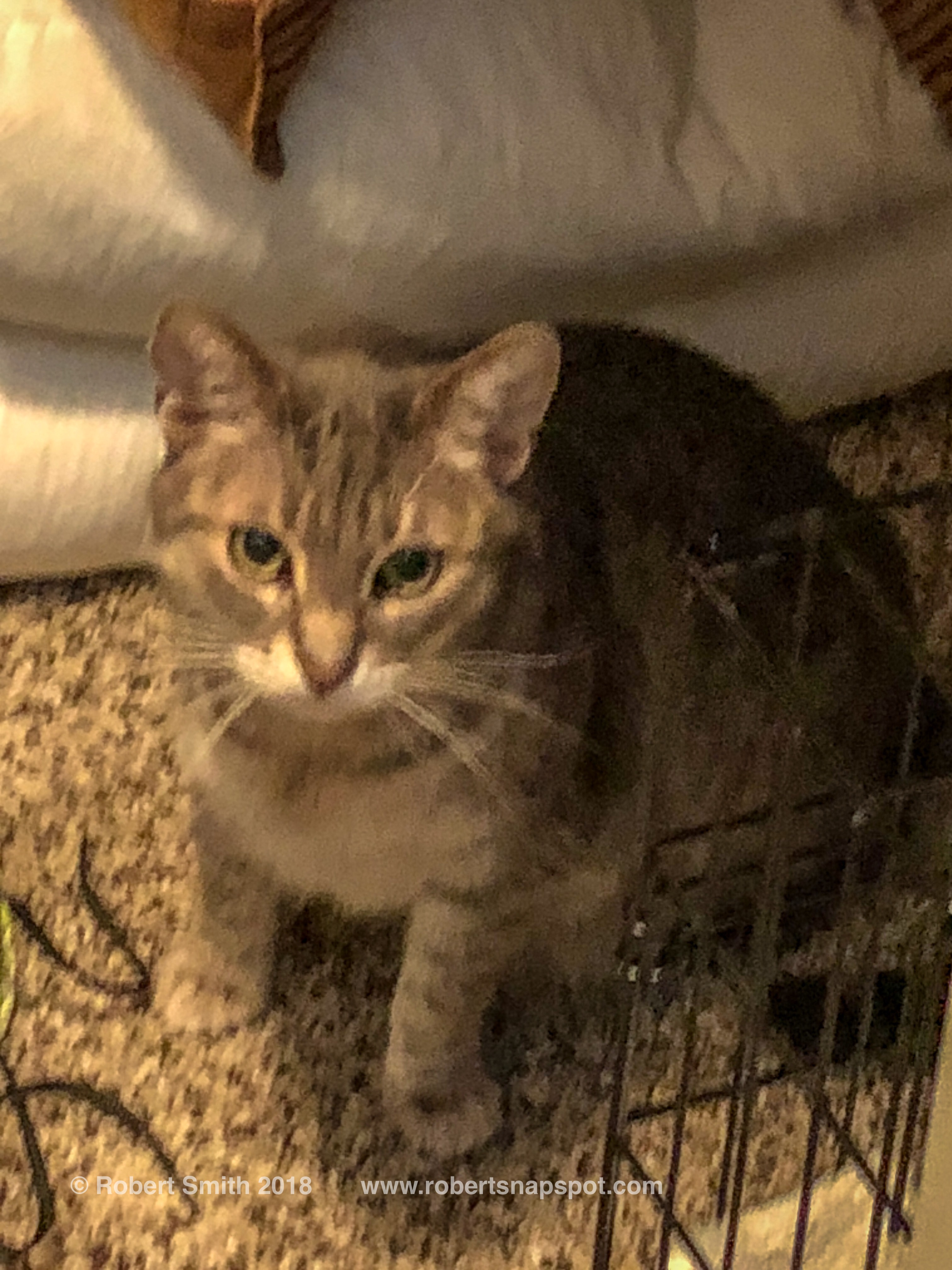 Throwback Thursday: Hello Kitty: Strangers in my house. – Robert's Snap ...