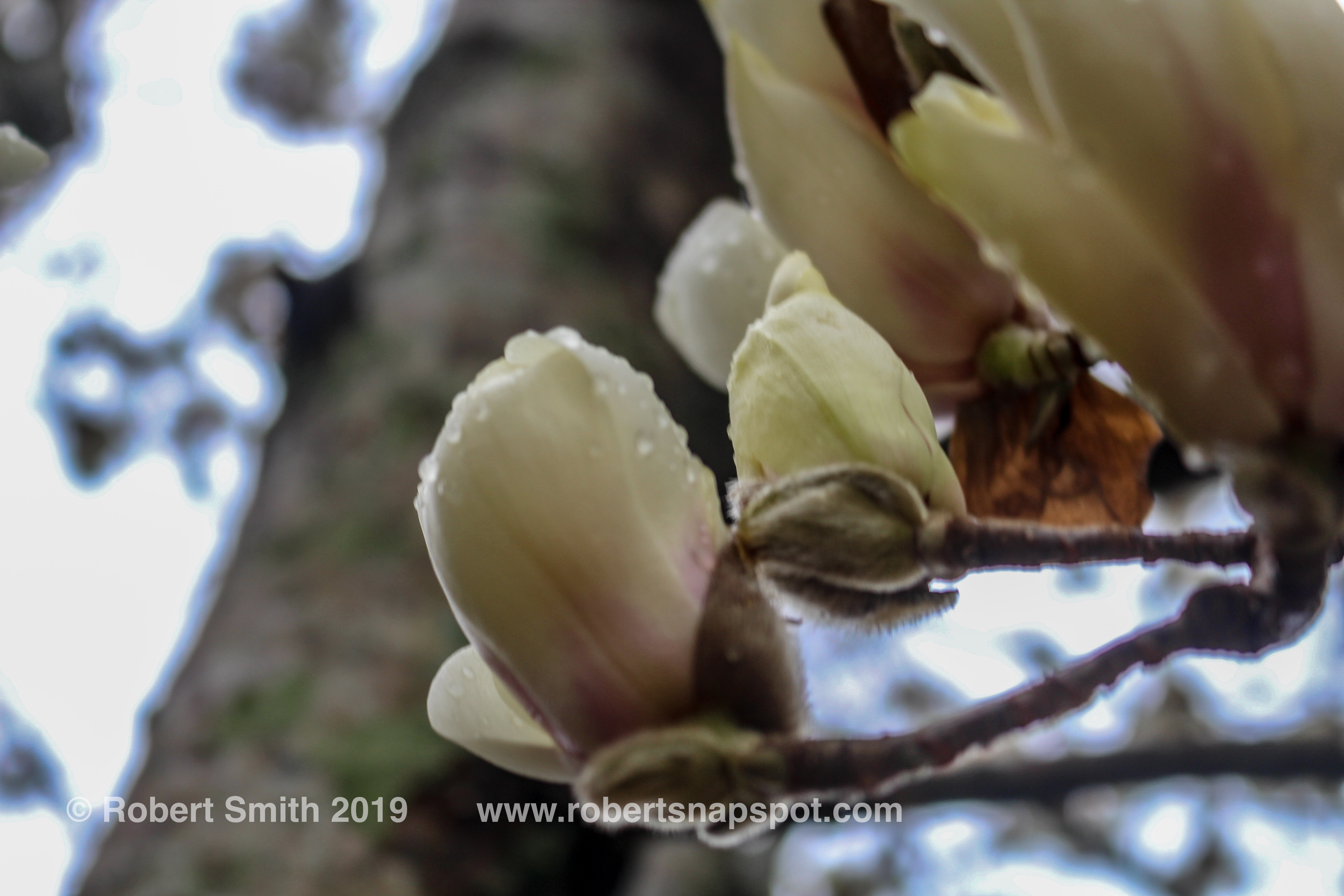 Thursday Trees: White Tulip Tree – Robert's Snap Spot