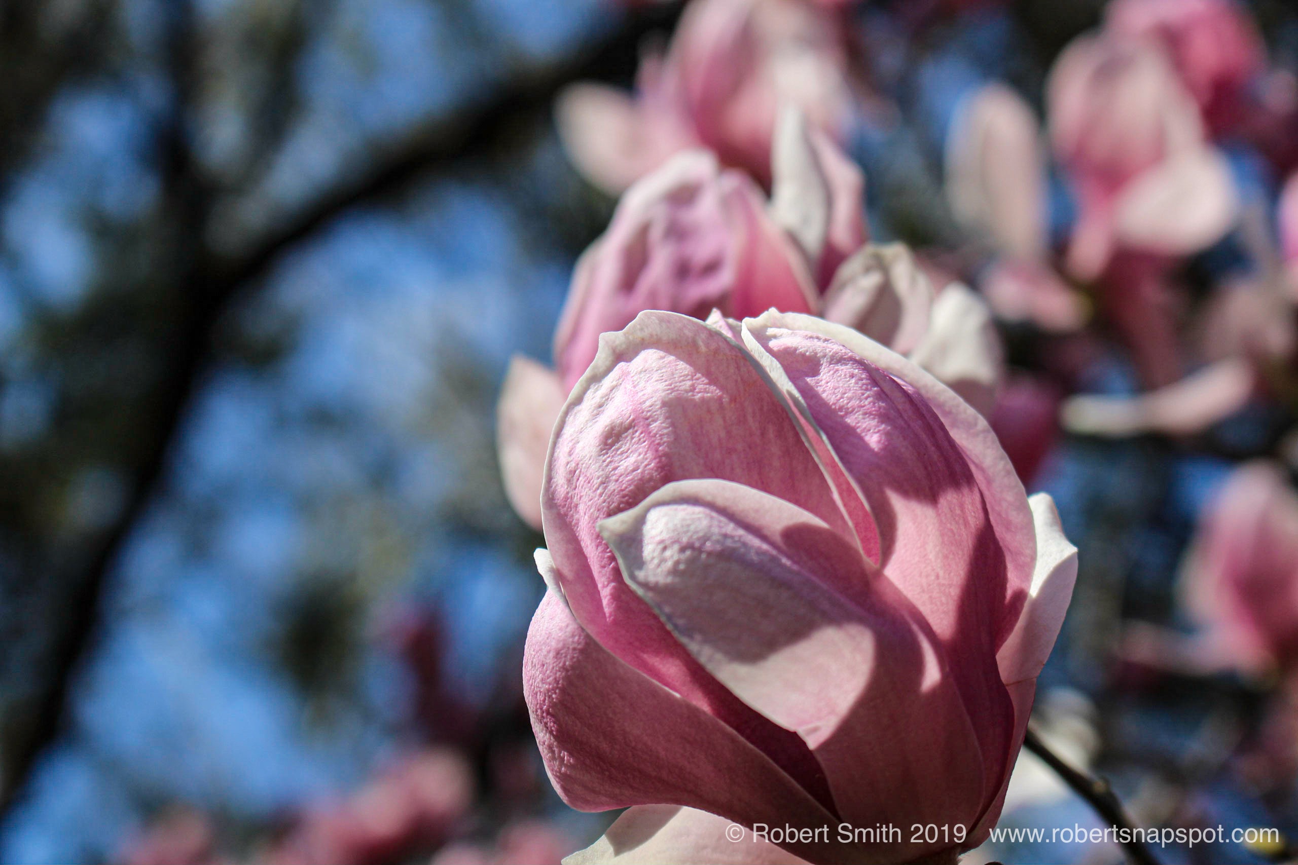 Tulip Tree Blossoms – Robert's Snap Spot