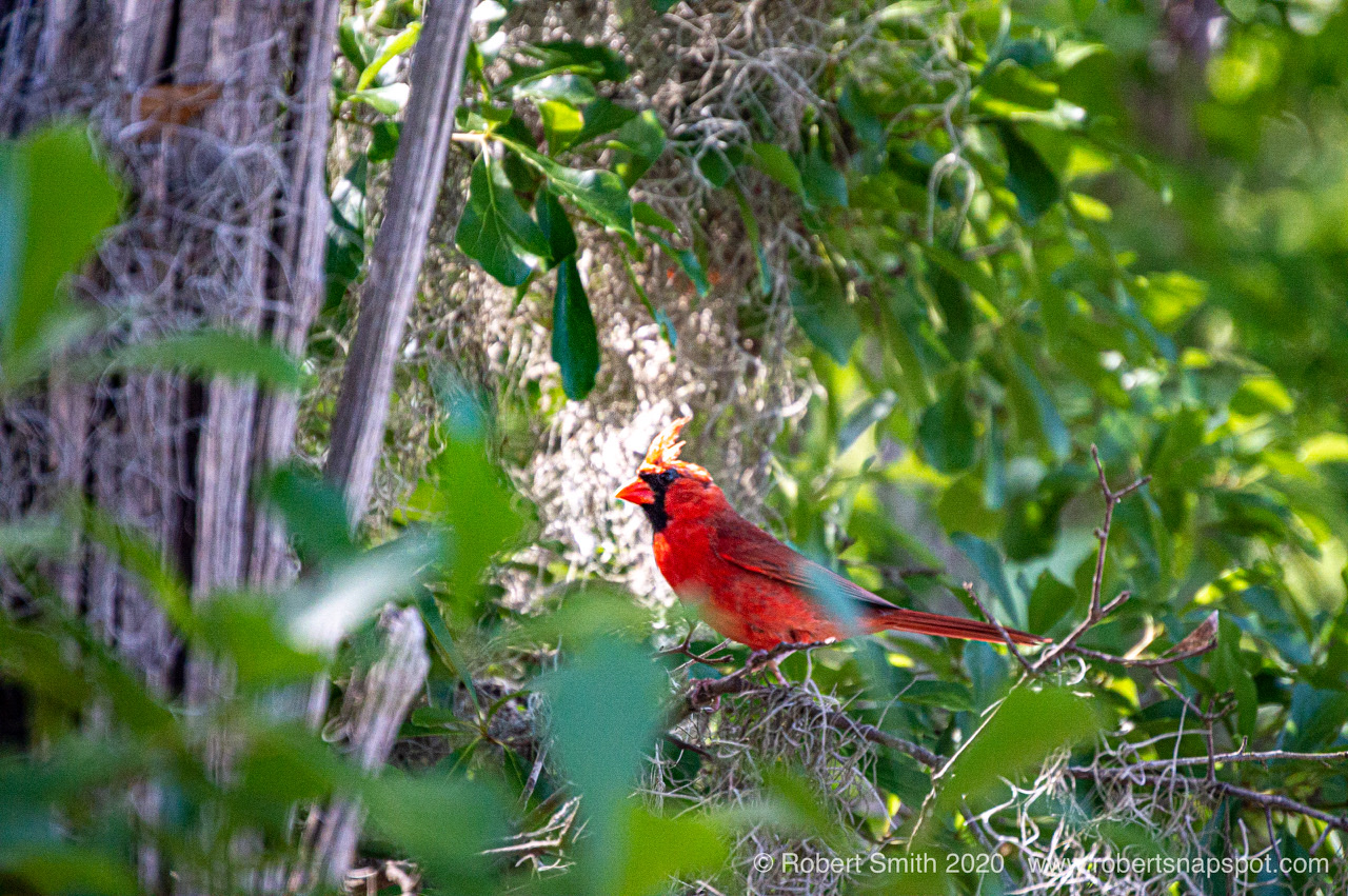 Lens Artists Photo Challenge 81 – Red Bird – Robert's Snap Spot