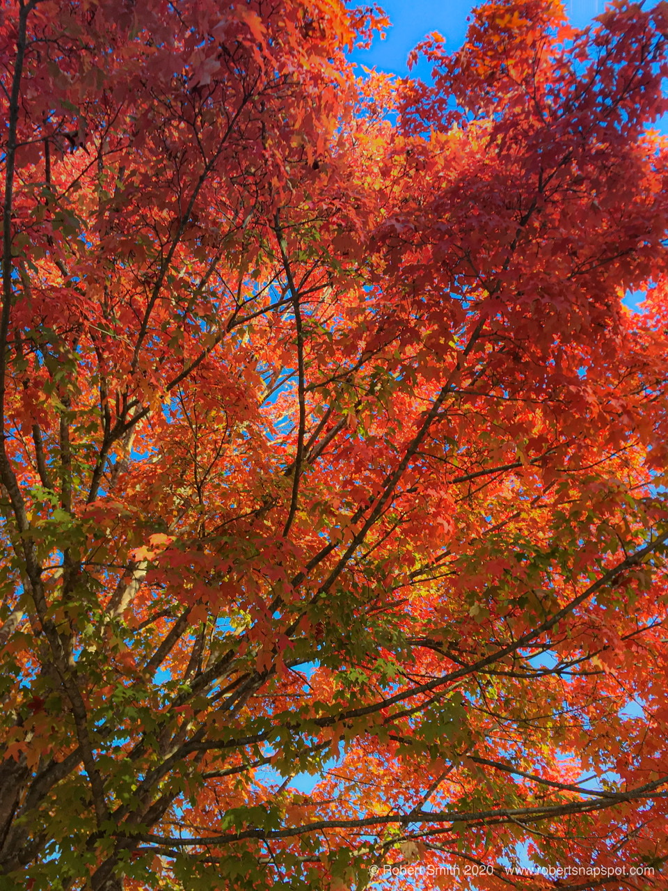 Trees on Tuesday: Fire in its Leaves! – Robert's Snap Spot