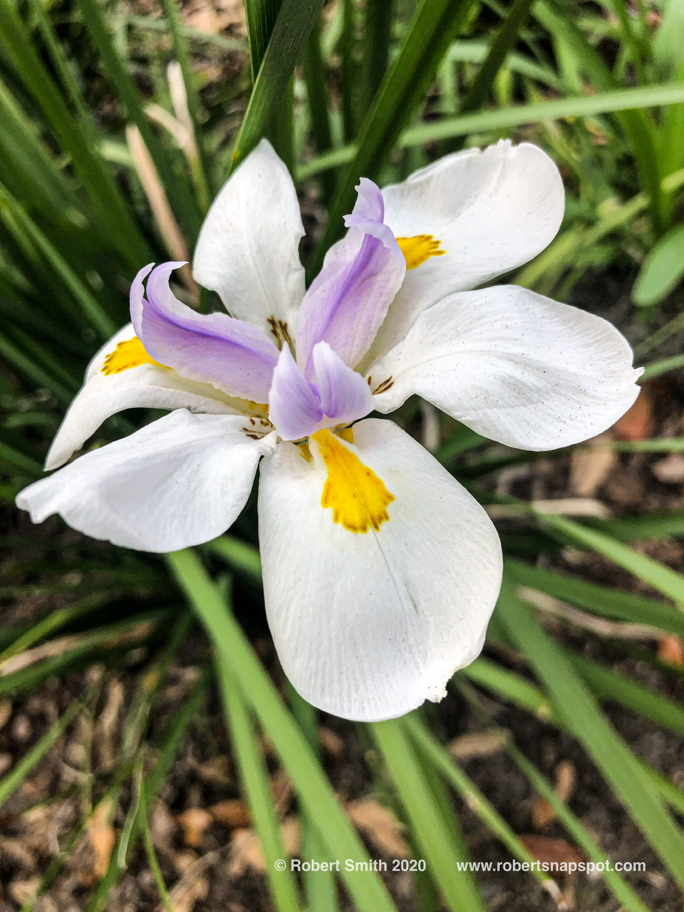 Wordless Wednesday: Irises Bloom at Bull Street Public Library – Robert ...