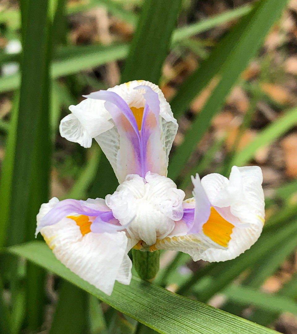 Wordless Wednesday: Irises Bloom at Bull Street Public Library – Robert ...