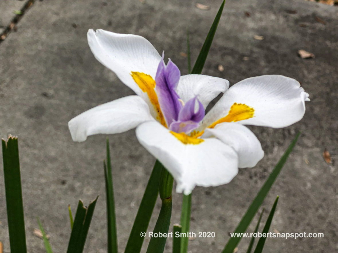 Wordless Wednesday: Irises Bloom at Bull Street Public Library – Robert ...