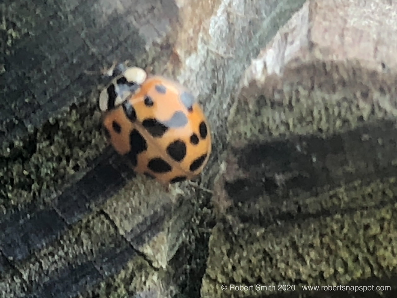 Macro Monday: Lady Bugs at An Orchard Market – Robert's Snap Spot