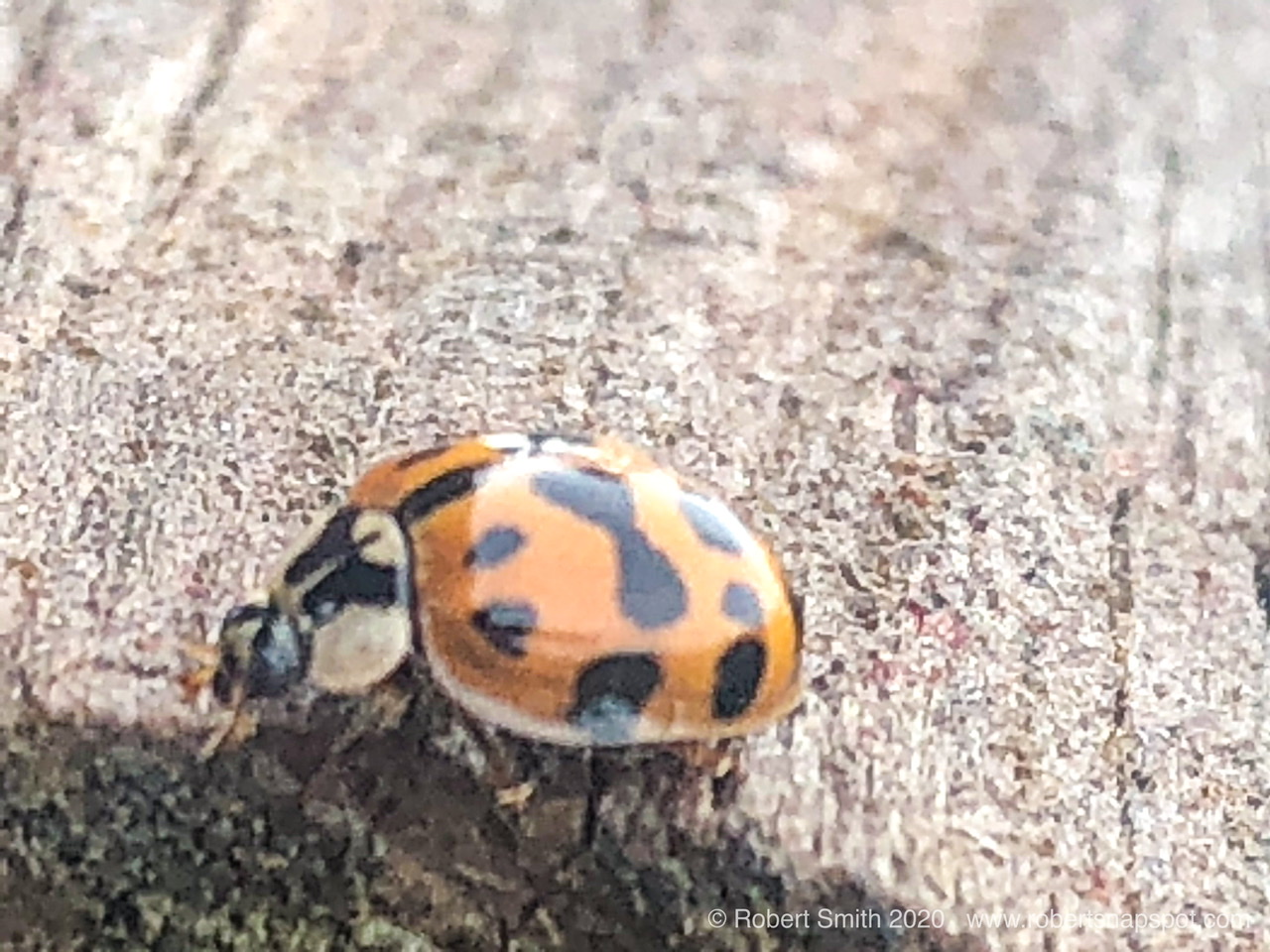 Macro Monday: Lady Bugs at An Orchard Market – Robert's Snap Spot