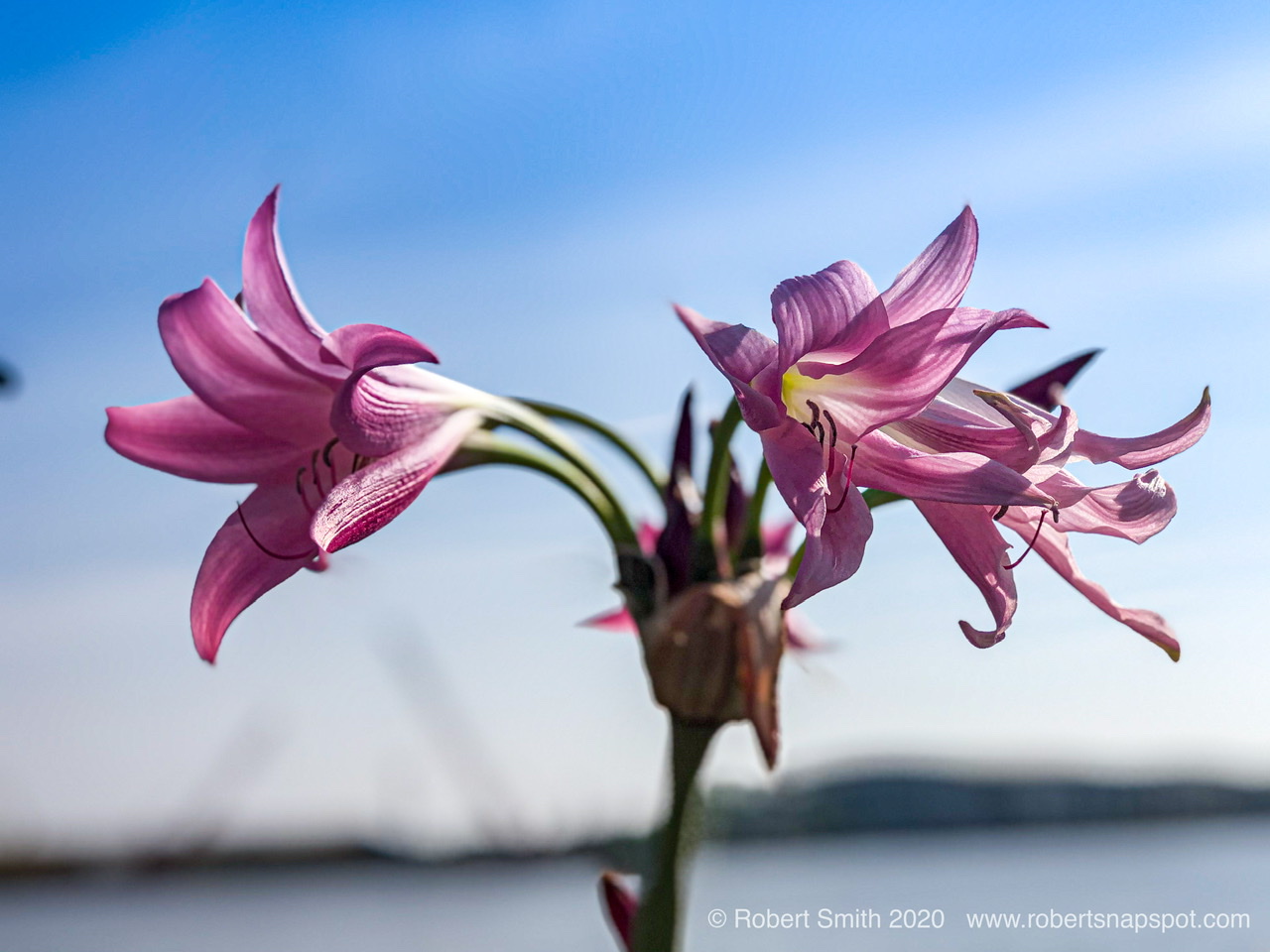Flowers by Day 50: Riverside Lilies – Robert's Snap Spot