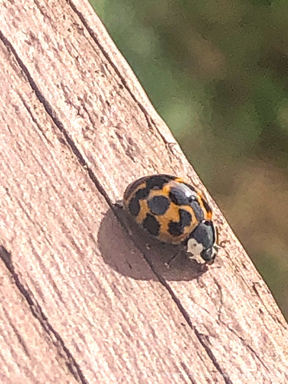 Macro Monday: Lady Bugs at An Orchard Market – Robert's Snap Spot
