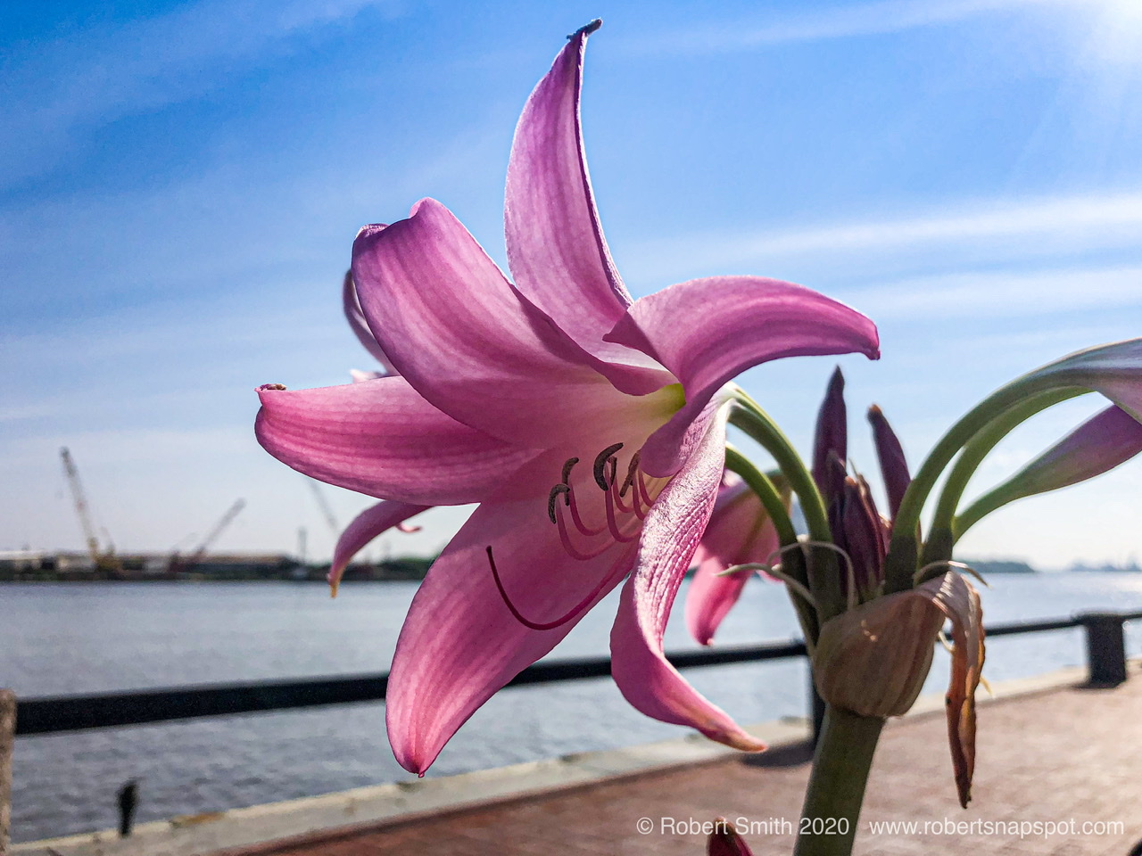 Flowers by Day 50: Riverside Lilies – Robert's Snap Spot