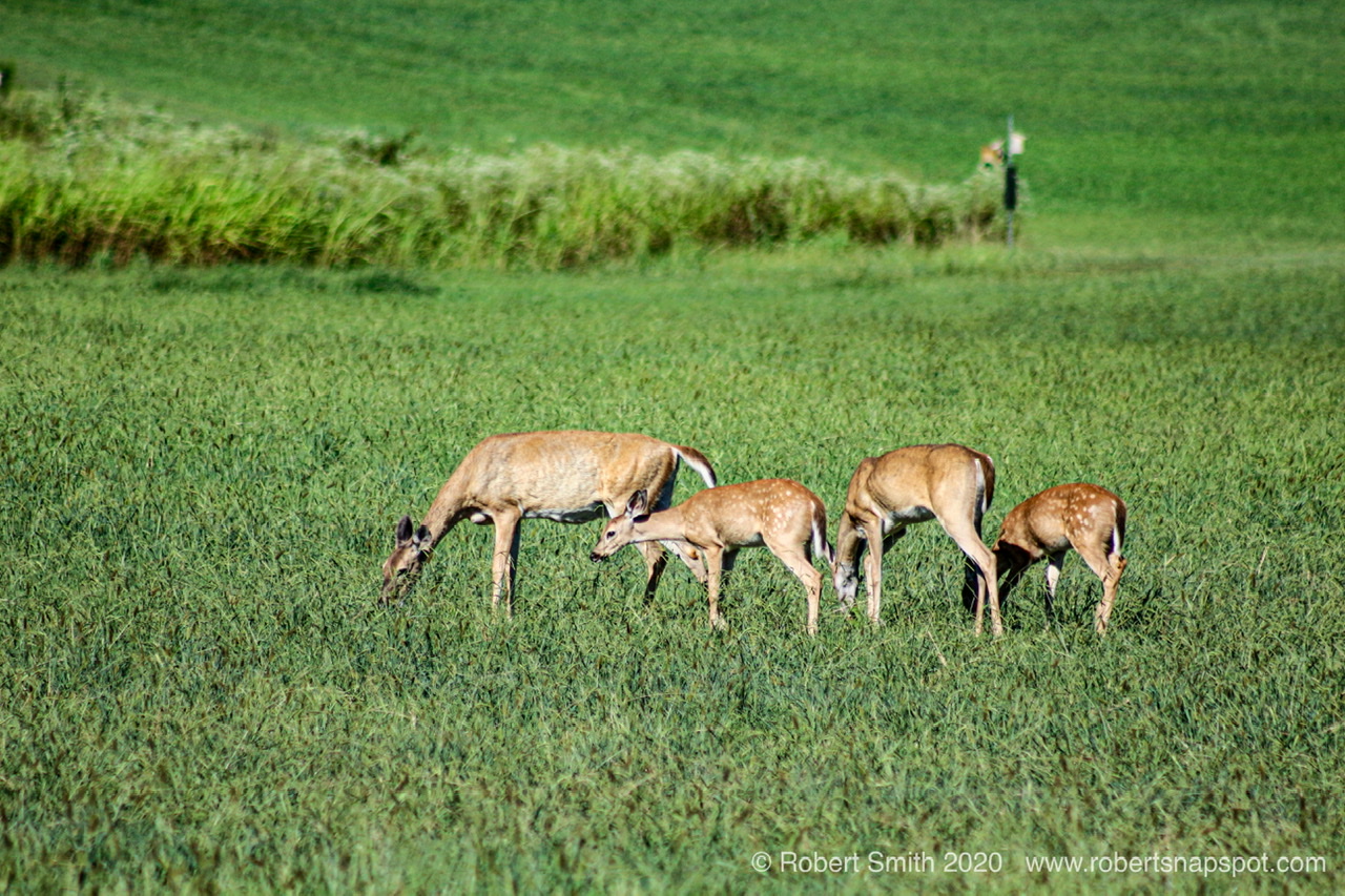 Wildlife: Oh Deer! The Deers of the Field – Robert's Snap Spot