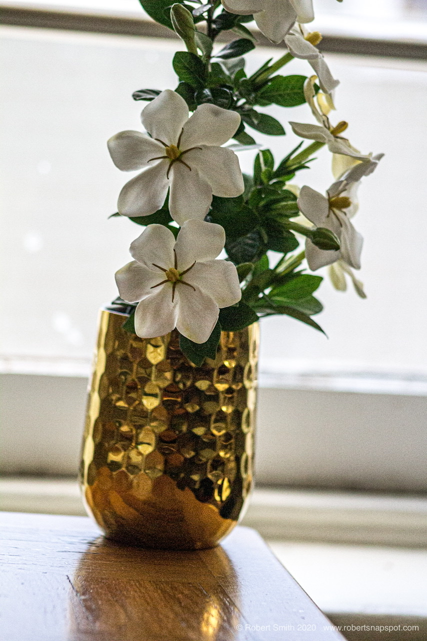 Five Minutes with Gardenia Plant – Robert's Snap Spot