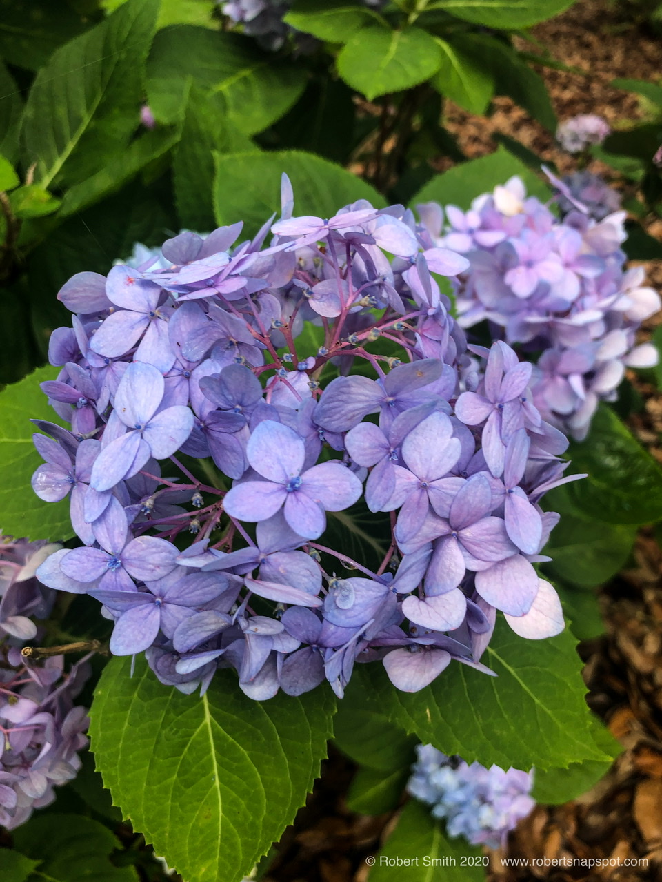 Friday Flowers: Colorful Hydrangeas – Robert's Snap Spot