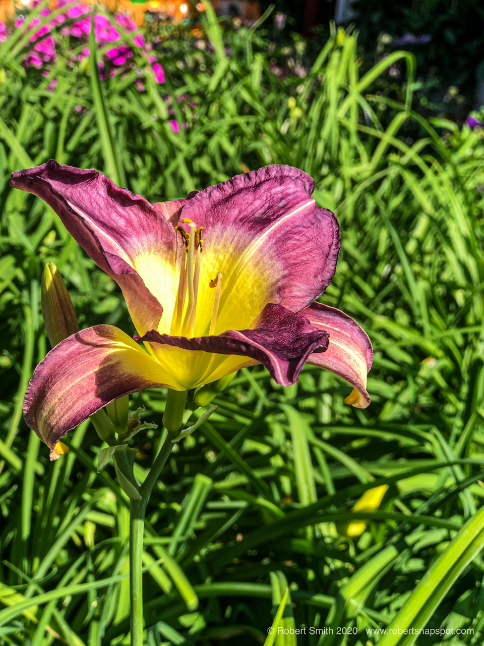 Flowers by Day 58: Daylilies – Robert's Snap Spot