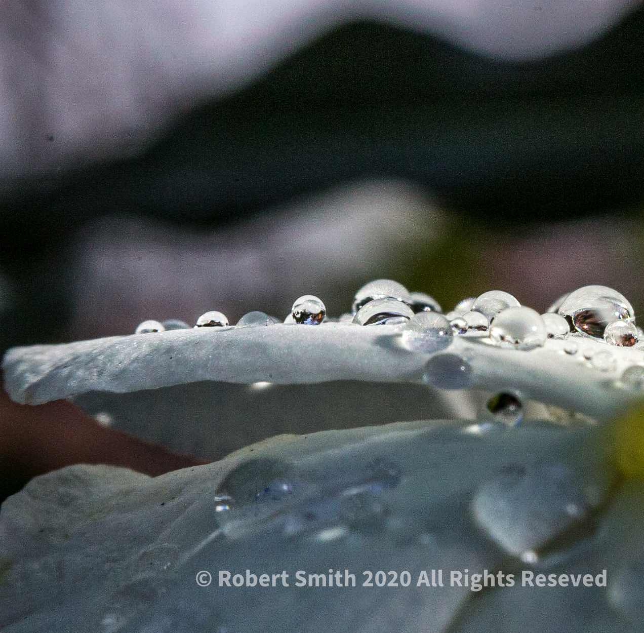 The Macro World: Raindrop Photography #7 – Robert's Snap Spot
