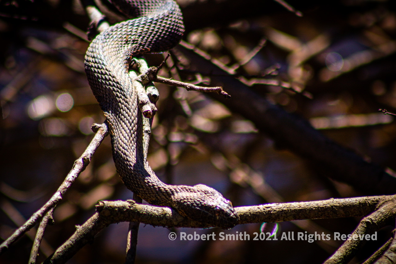 Wildlife: Reptile – Snake by Lake Weston – Robert's Snap Spot