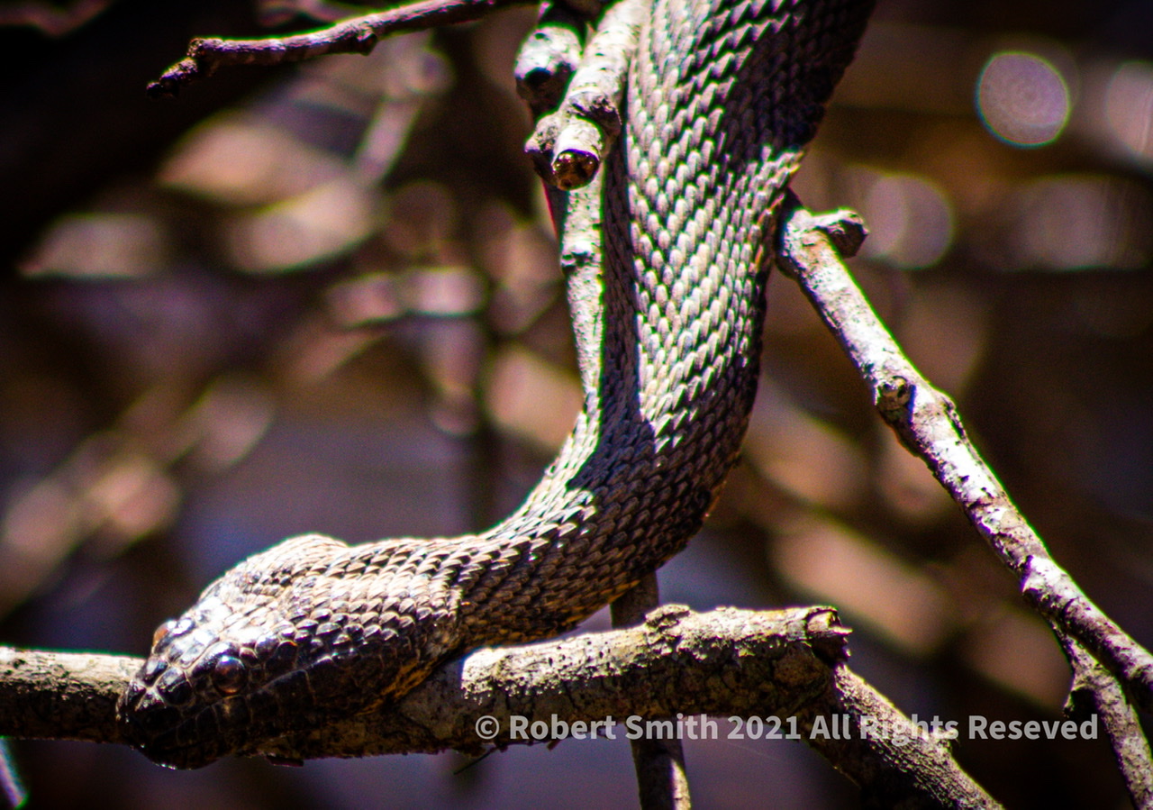 Wildlife: Reptile – Snake by Lake Weston – Robert's Snap Spot