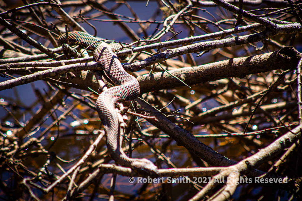 Wildlife: Reptile – Snake by Lake Weston – Robert's Snap Spot
