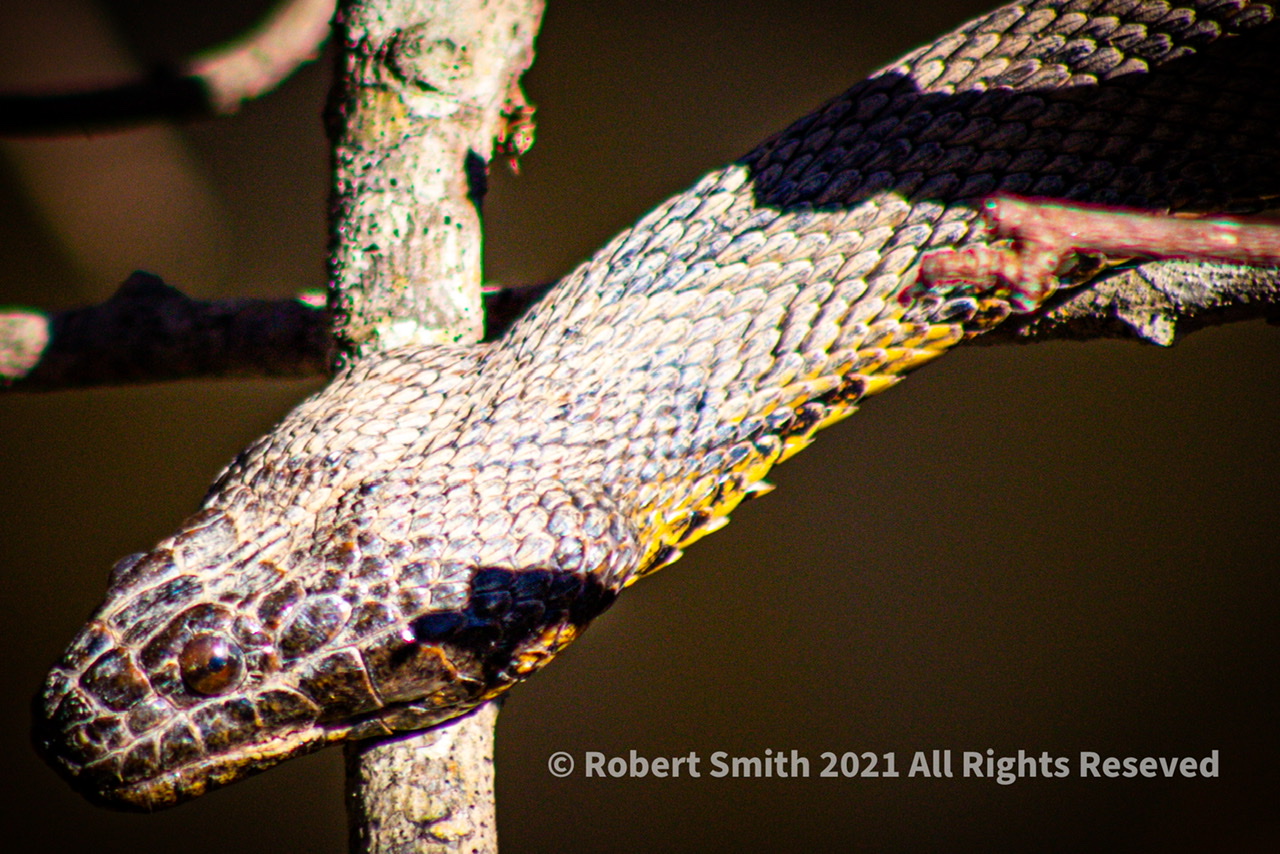 Wildlife: Reptile – Snake by Lake Weston – Robert's Snap Spot