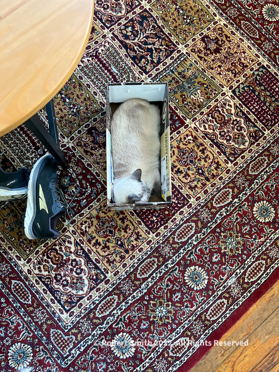 Tails of the Kitty: A New Box in the House – Robert's Snap Spot