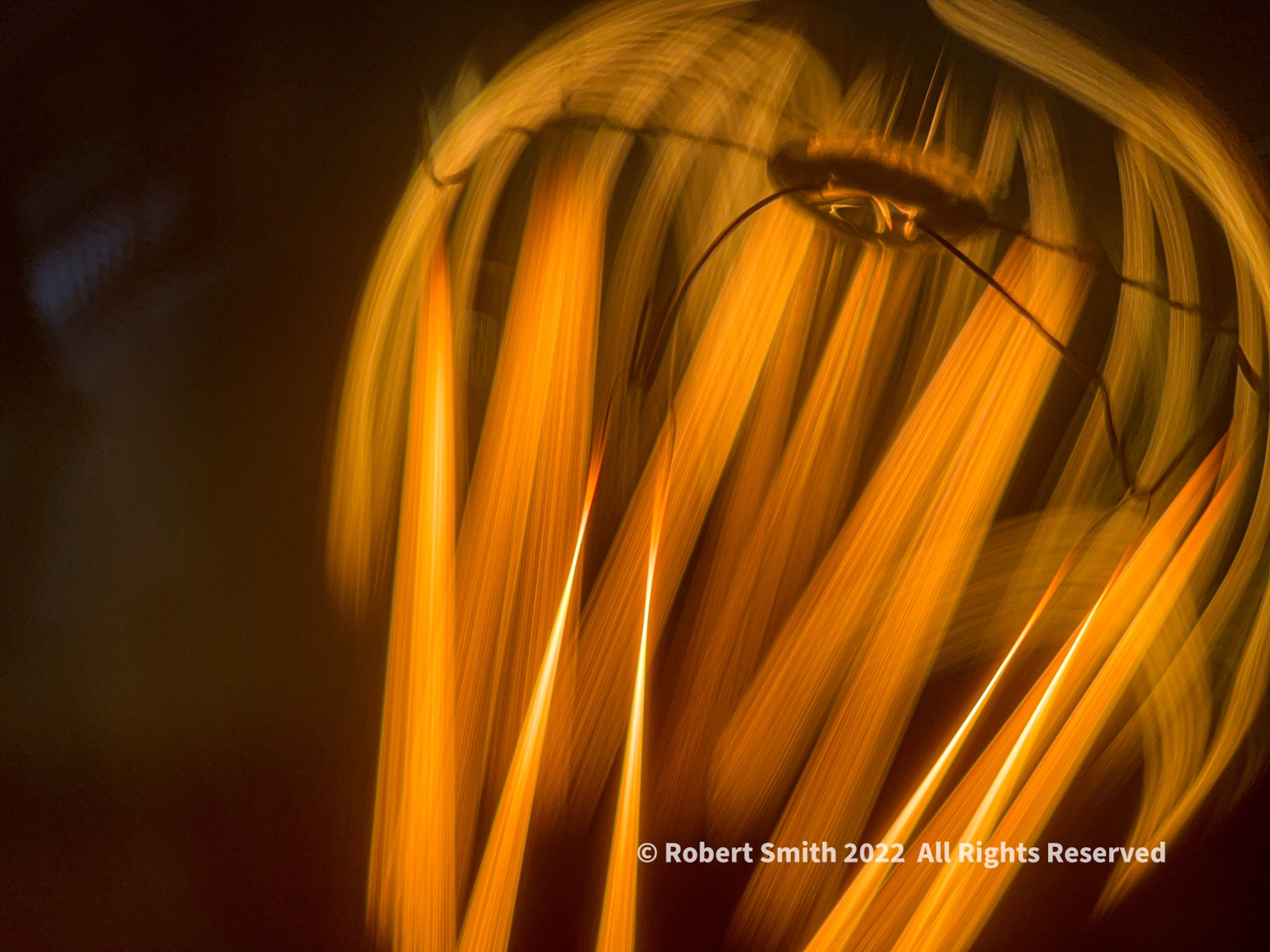 Thoughtful on Tuesday: Light attracts Light – Robert's Snap Spot