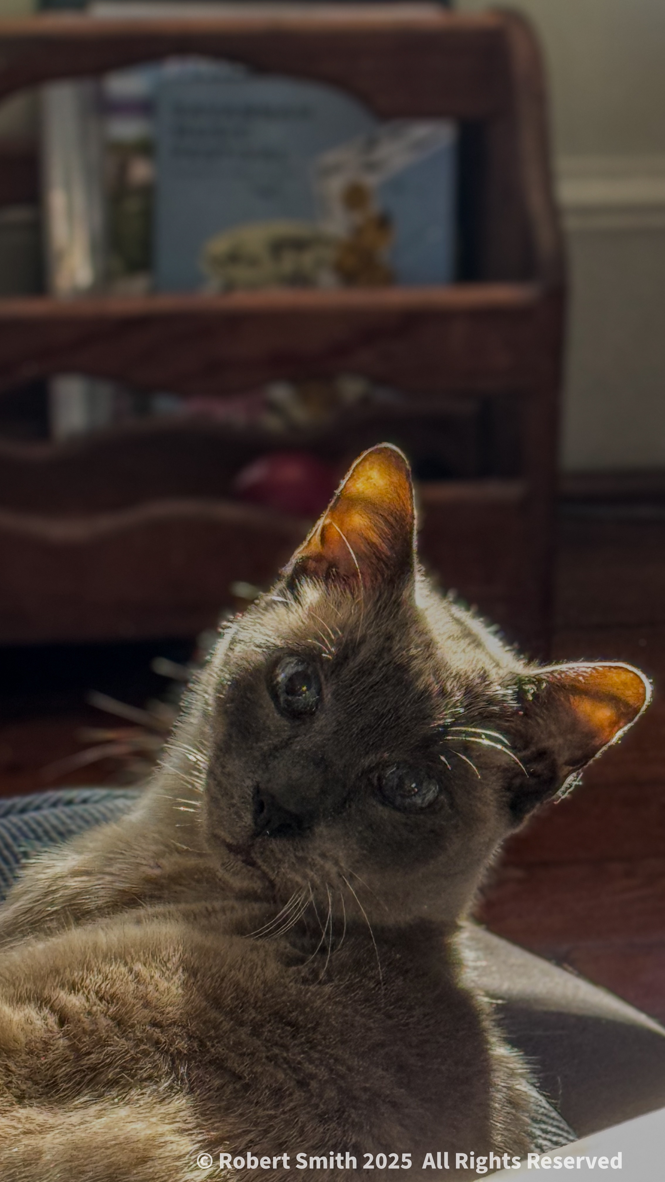 Desktop Kitty: Benny and Morning Sun – Robert's Snap Spot