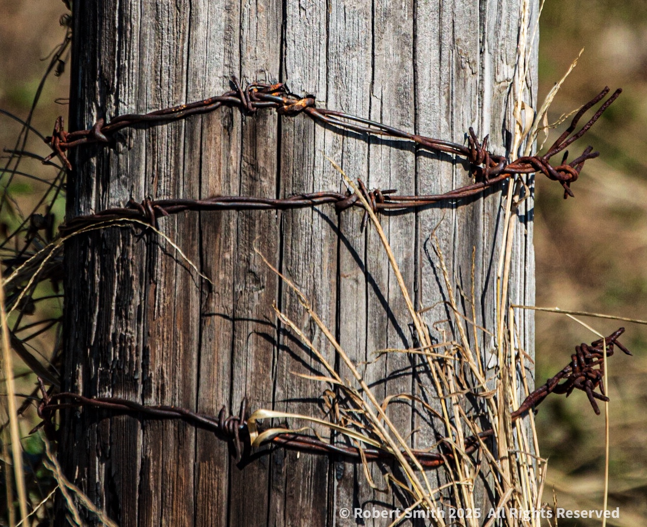 Rusted Barbed Wire Fence – Robert's Snap Spot