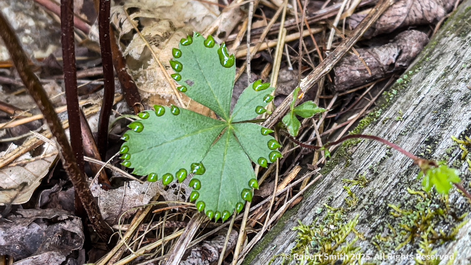 Dew Kissed – Robert's Snap Spot