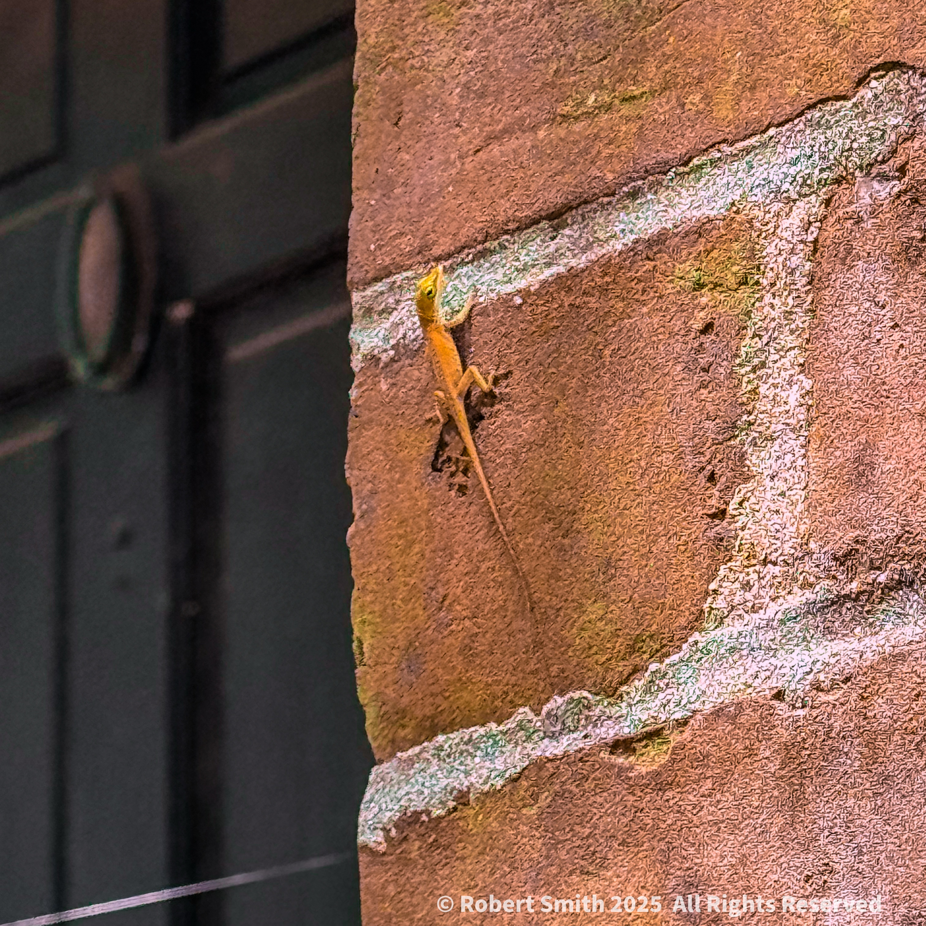 Explore Stunning Reptile Photography: Lizard Adventures
