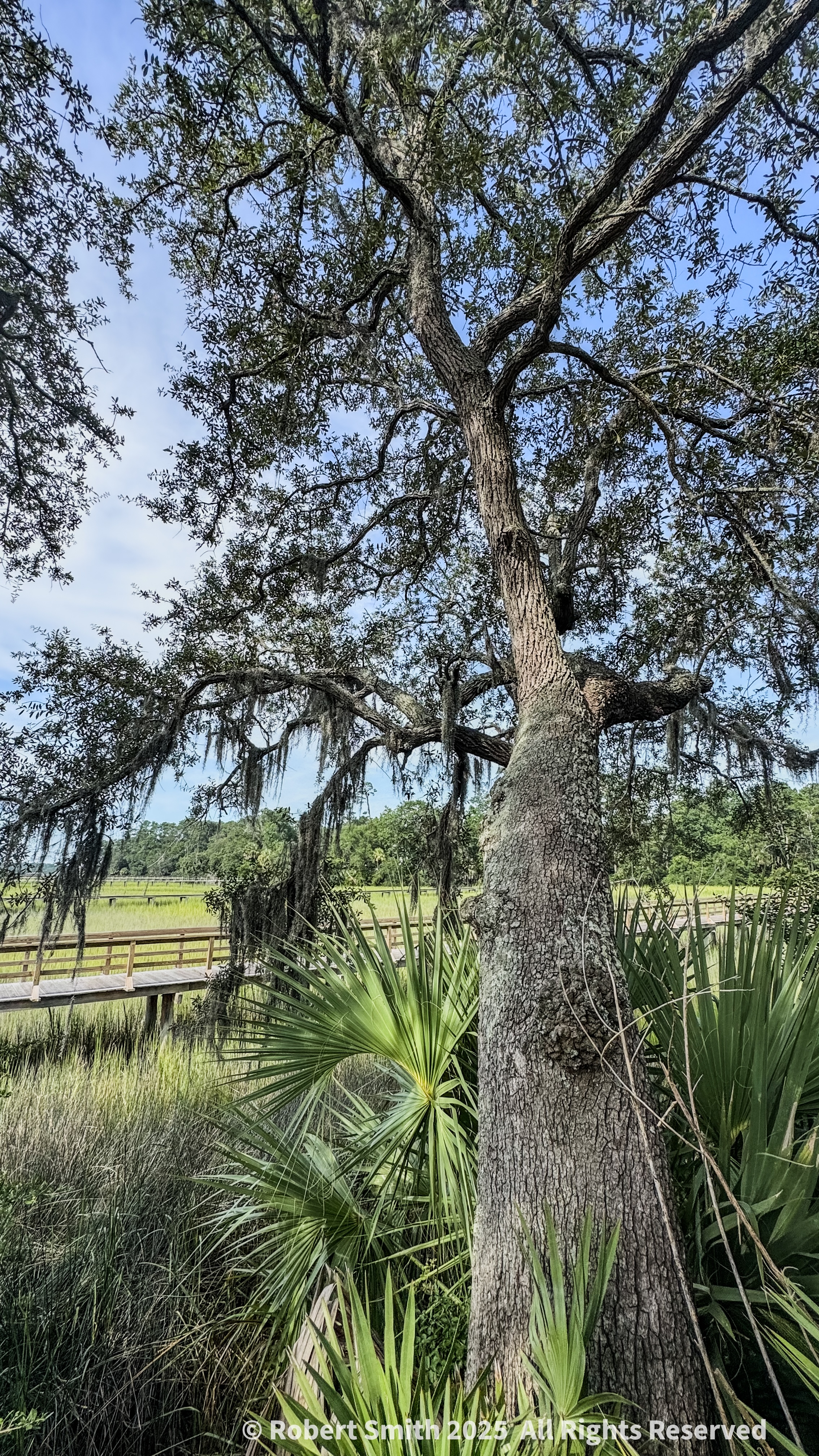 Exploring Silent Sunday: Captivating Tree Photography