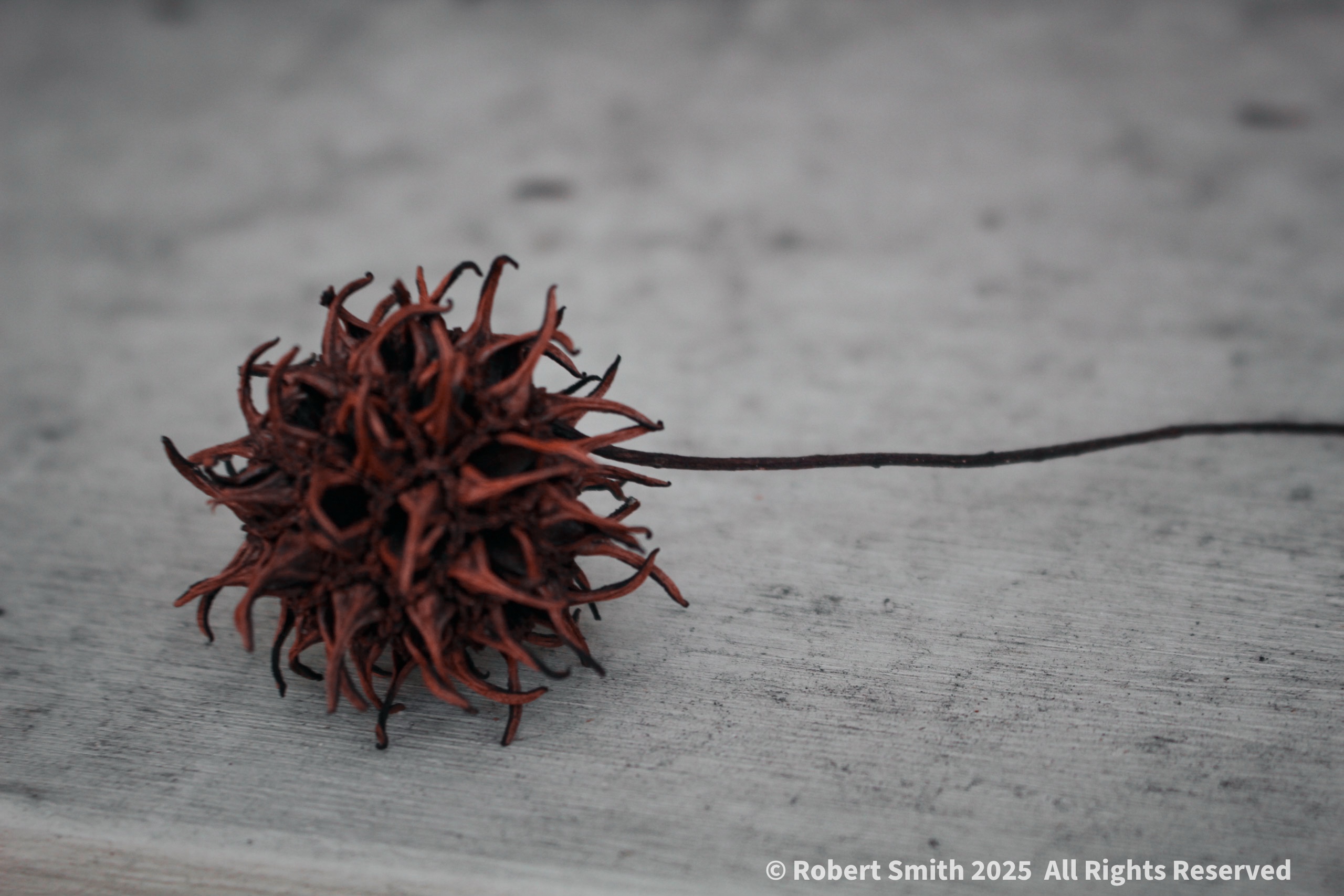 Exploring Nature: Sweet Gum Trees on Wordless Wednesday