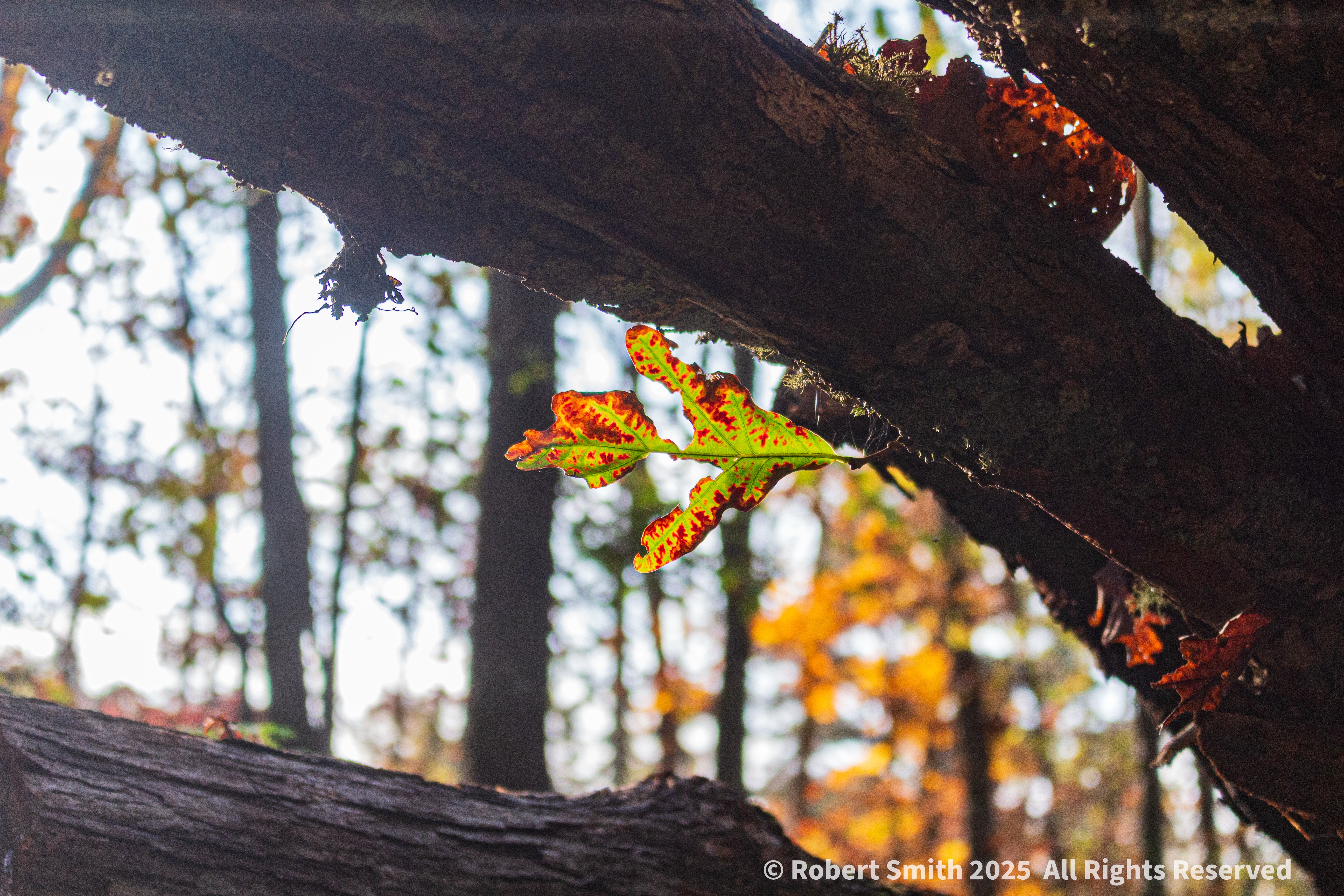 Exploring the Beauty of Autumn Leaves - Wordless Wednesday